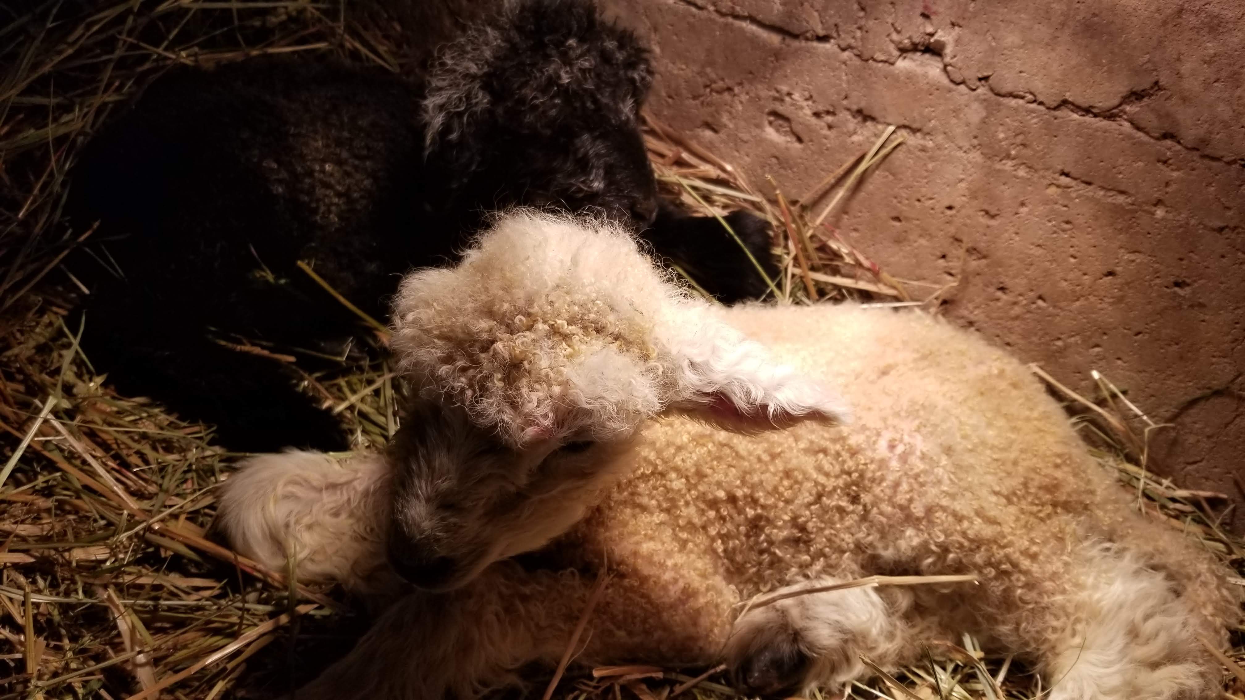 Grateful – Parker Farmstead, a Family Farm since 1870